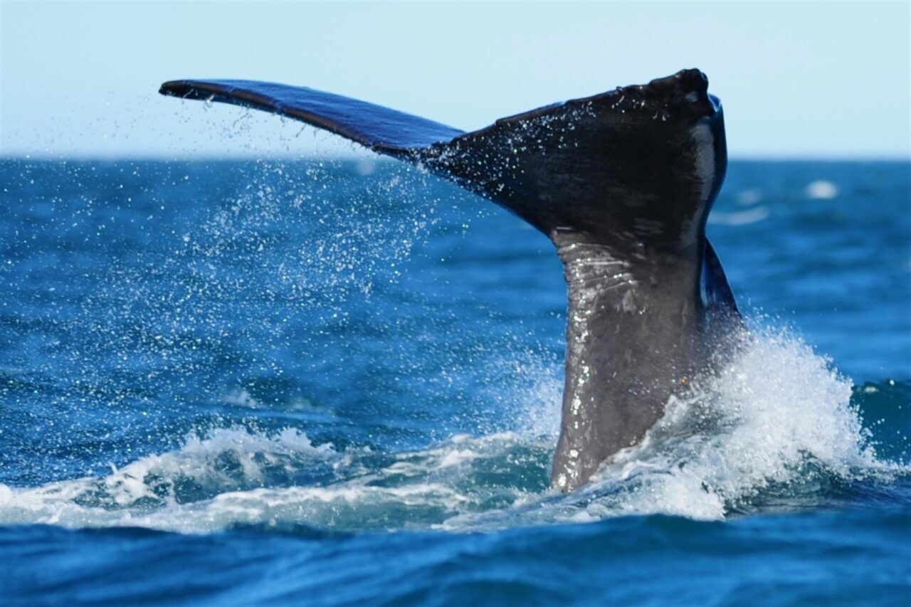 PSO eLearning | Intelligent Ocean